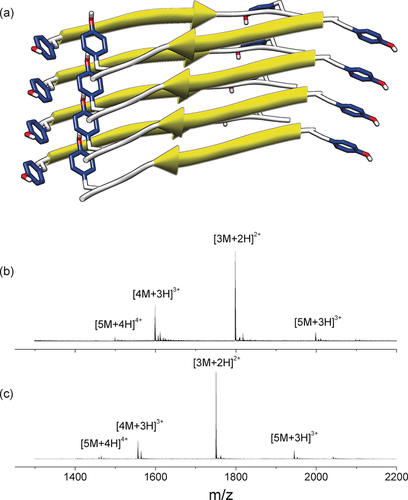 Initial Steps of Amyloidogenic Peptide Assembly Revealed by Cold-Ion ...