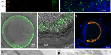 Perdita Barran Group – Michael Barber Centre for Collaborative Mass ...
