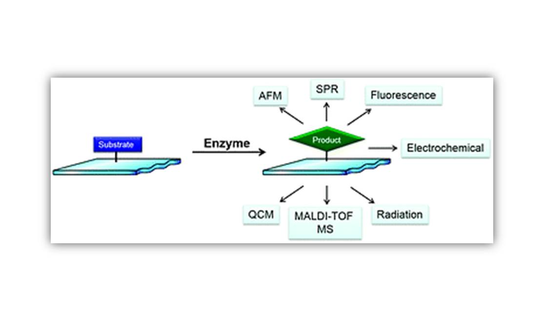 Enzymatic reactions on immobilised substrates – MBCCMS